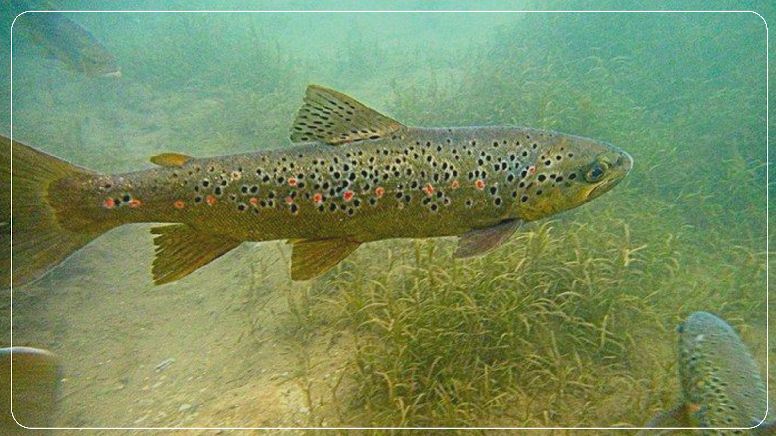 Types of Trout | Explained – sharksinfo.com