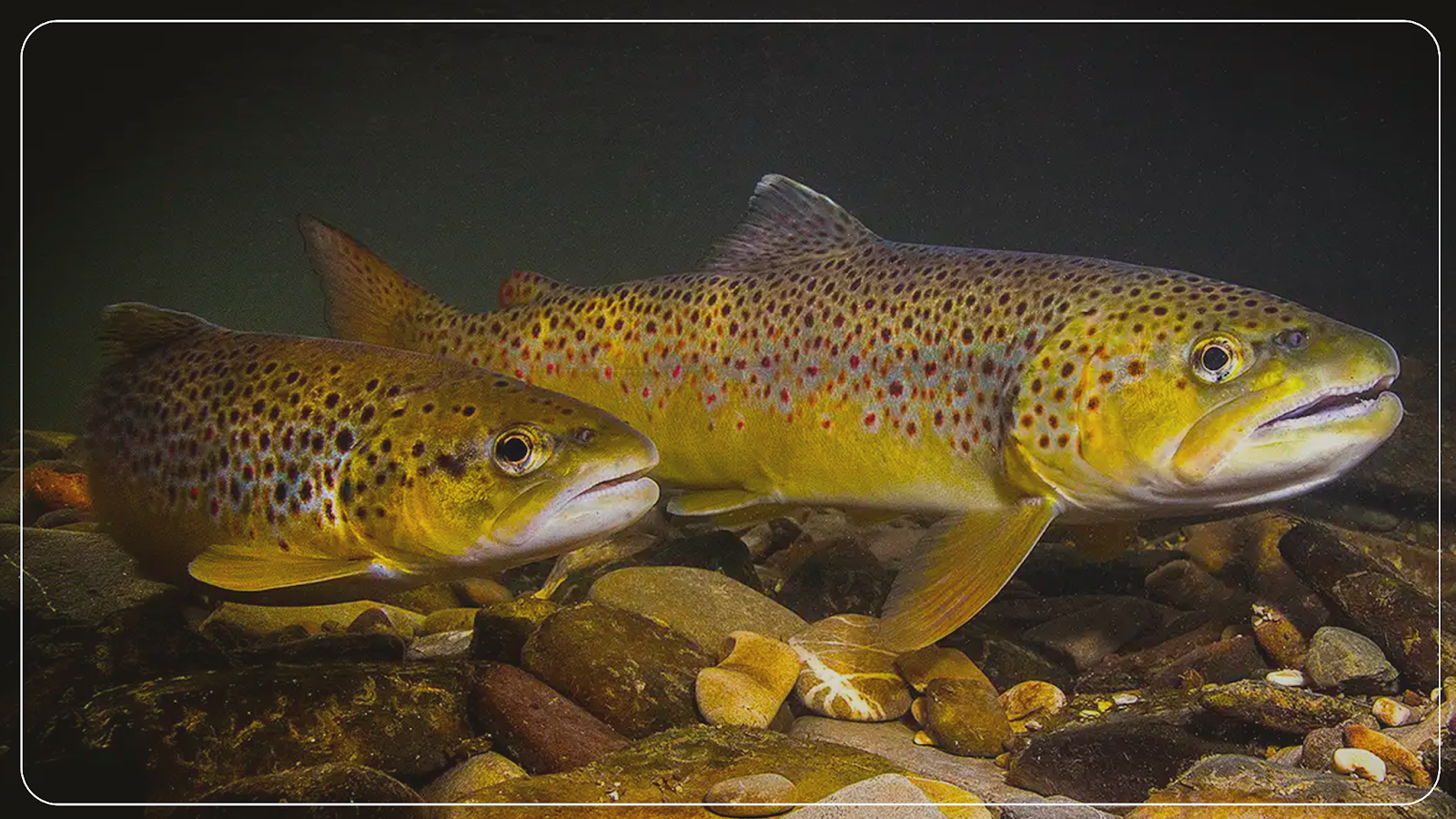 Types of Trout | Explained – sharksinfo.com