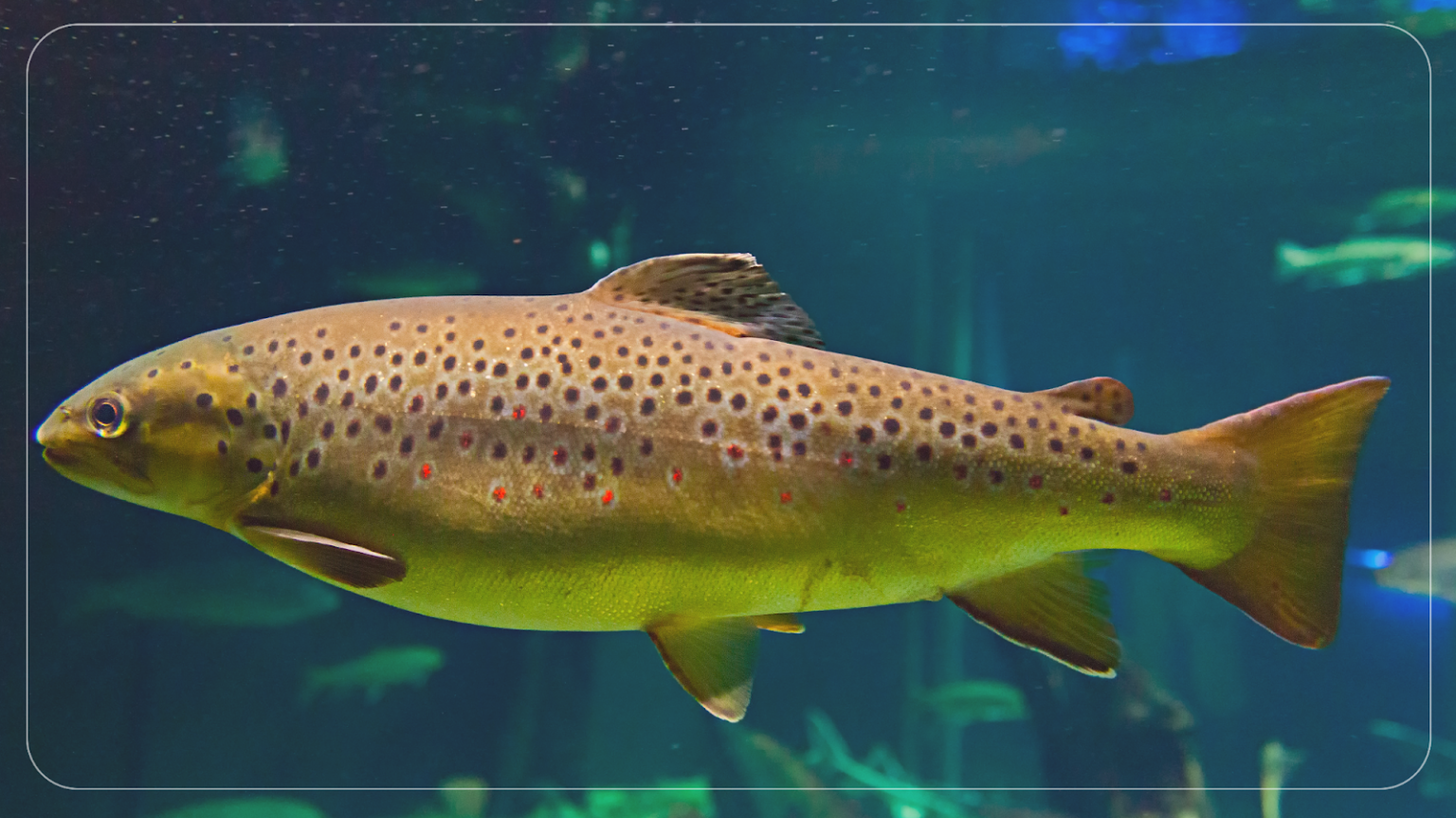 Types of Trout | Explained – sharksinfo.com