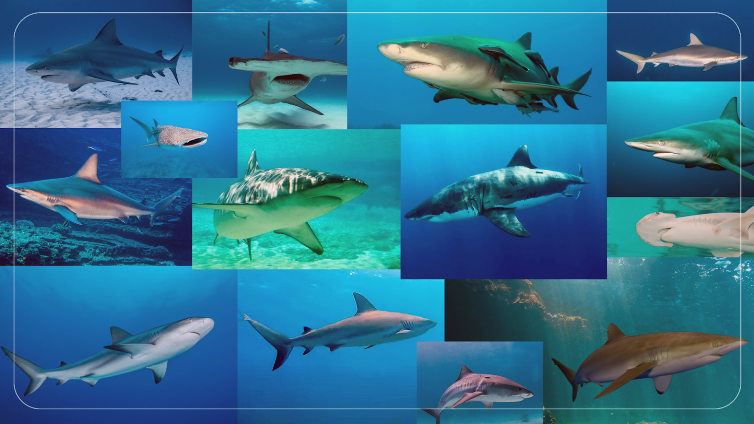 What is the Most Common Shark in Florida? – sharksinfo.com