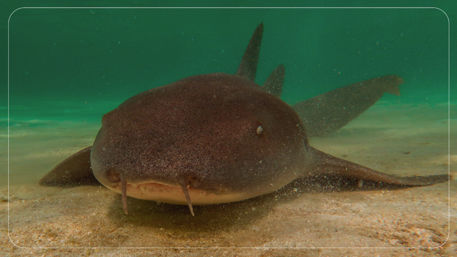 What is the Most Common Shark in Florida? – sharksinfo.com