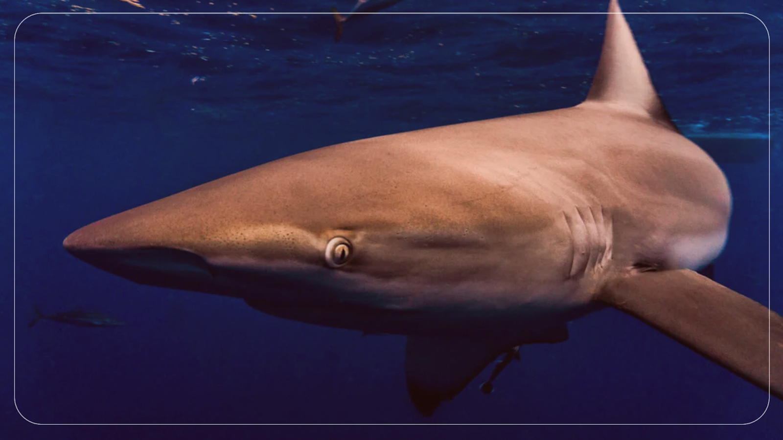 What is the Most Common Shark in Florida? – sharksinfo.com
