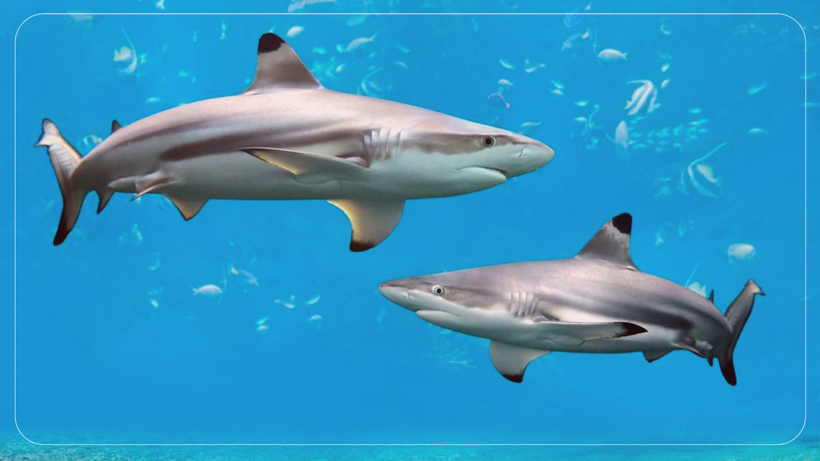 What is the Most Common Shark in Florida? – sharksinfo.com