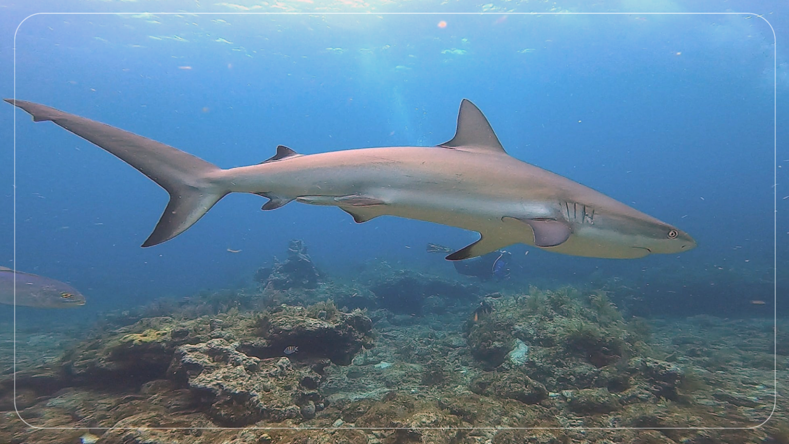What is the Most Common Shark in Florida? – sharksinfo.com