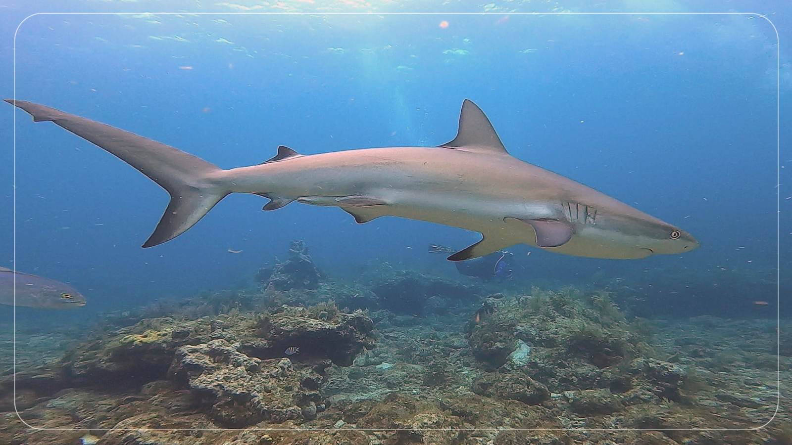 What is the Most Common Shark in Florida? – sharksinfo.com
