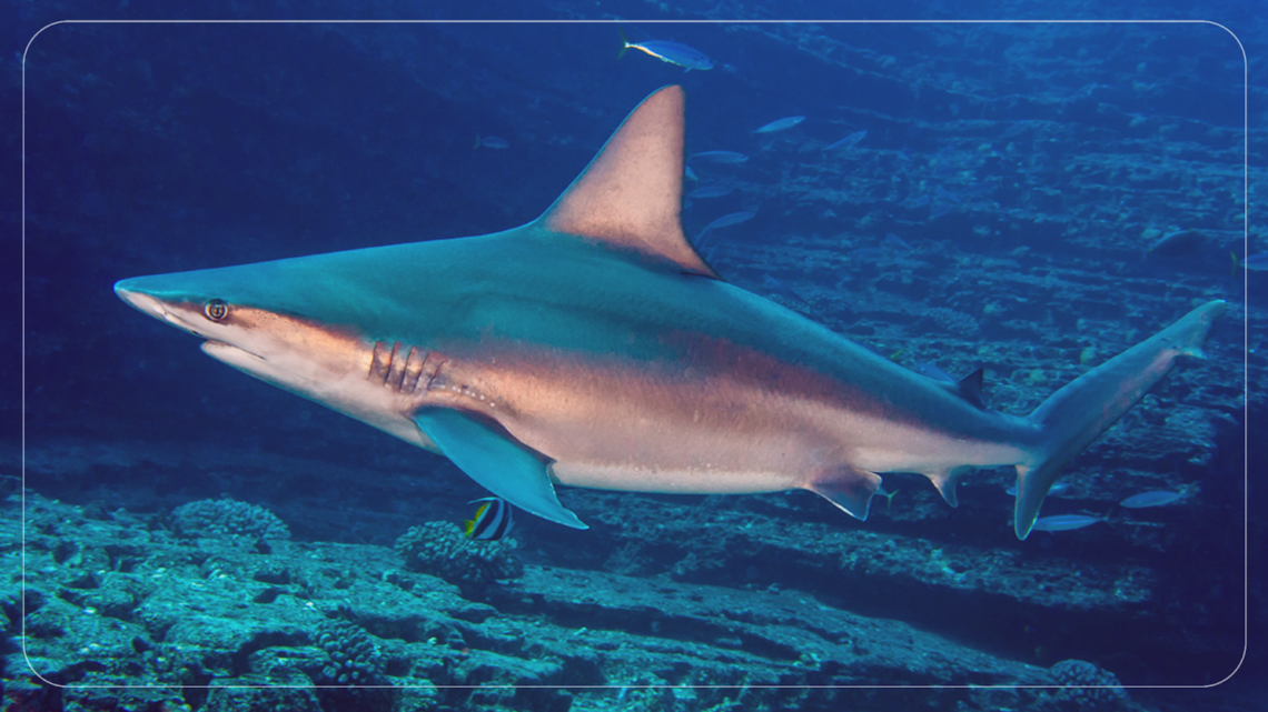 What is the Most Common Shark in Florida? – sharksinfo.com