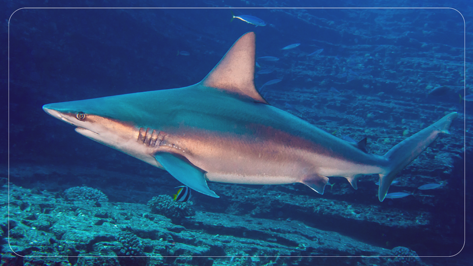 What is the Most Common Shark in Florida? – sharksinfo.com