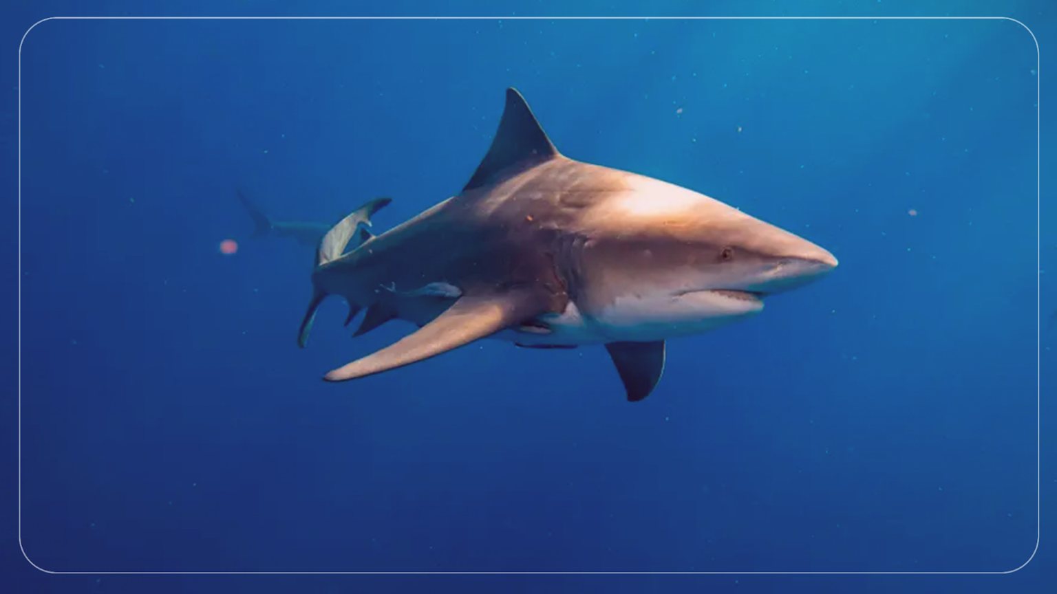 What is the Most Common Shark in Florida? – sharksinfo.com