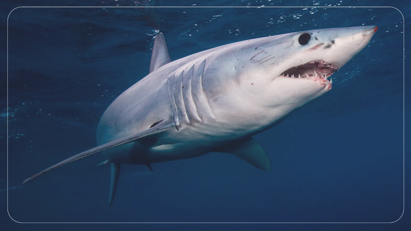 What is the Shallowest Water a Shark Can Swim In? – sharksinfo.com