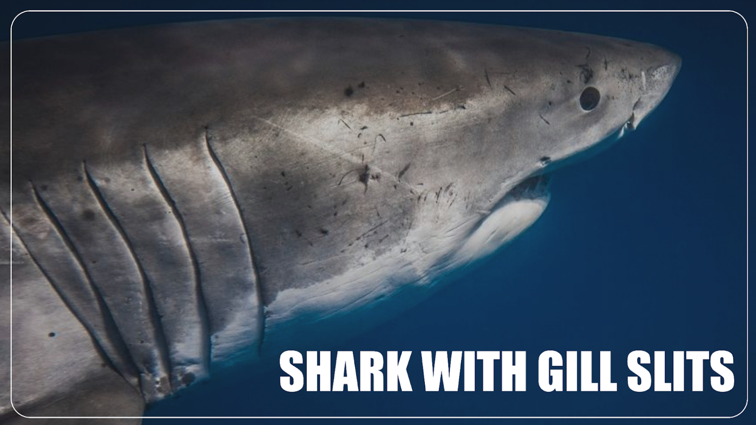 What Makes a Shark a Shark? – sharksinfo.com