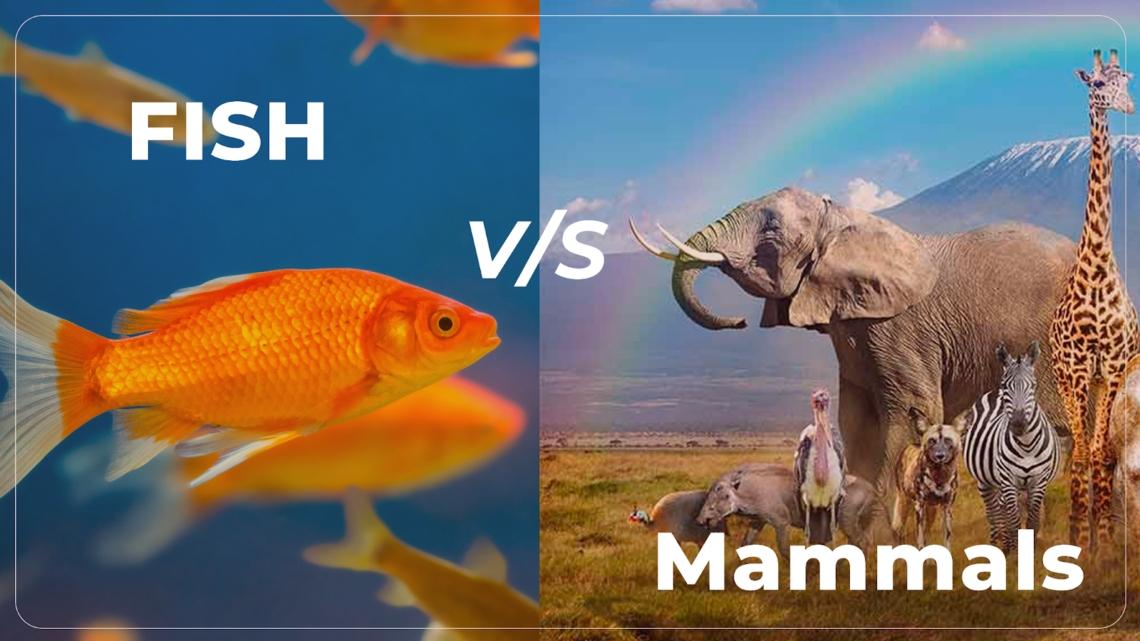 Are Fish Mammals: Uncovering the Secrets of Fish – sharksinfo.com