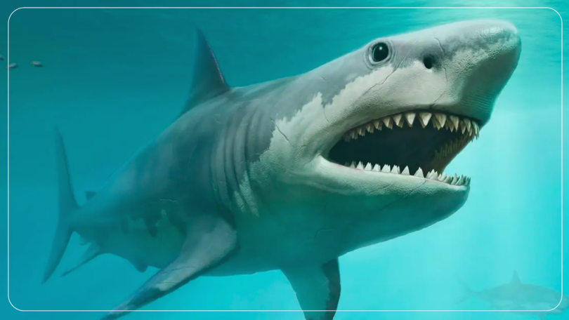 Are Great White Sharks Aggressive? – sharksinfo.com