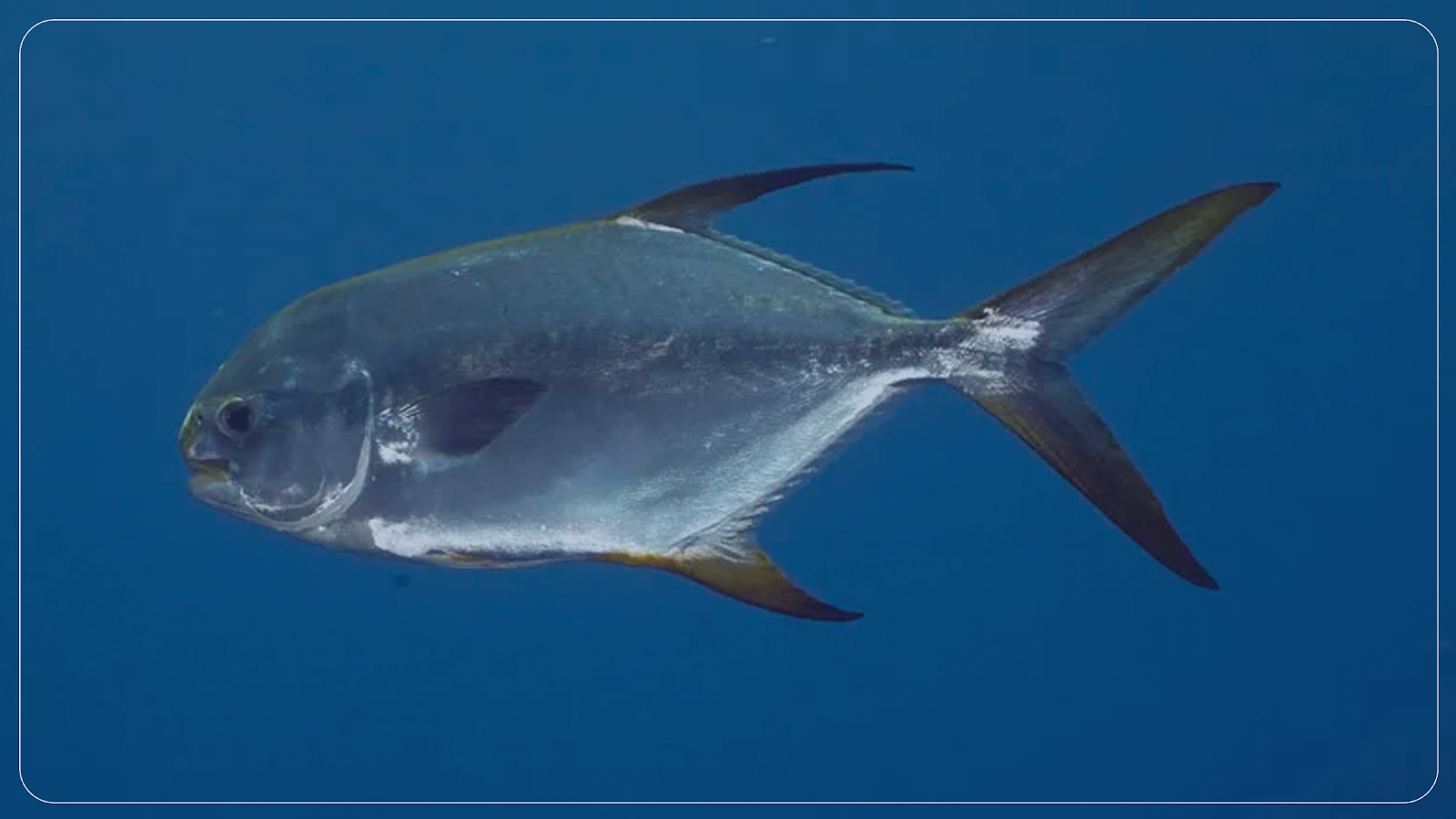 All of the Different Species of Jackfish That Anglers Can Catch ...