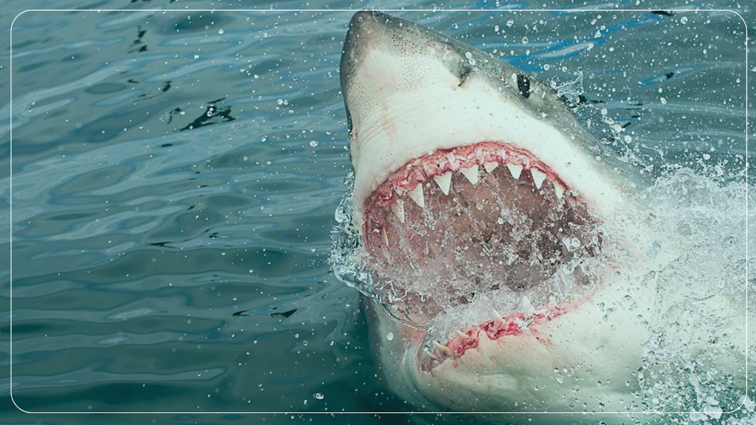 Are Great White Sharks Aggressive? - sharksinfo.com