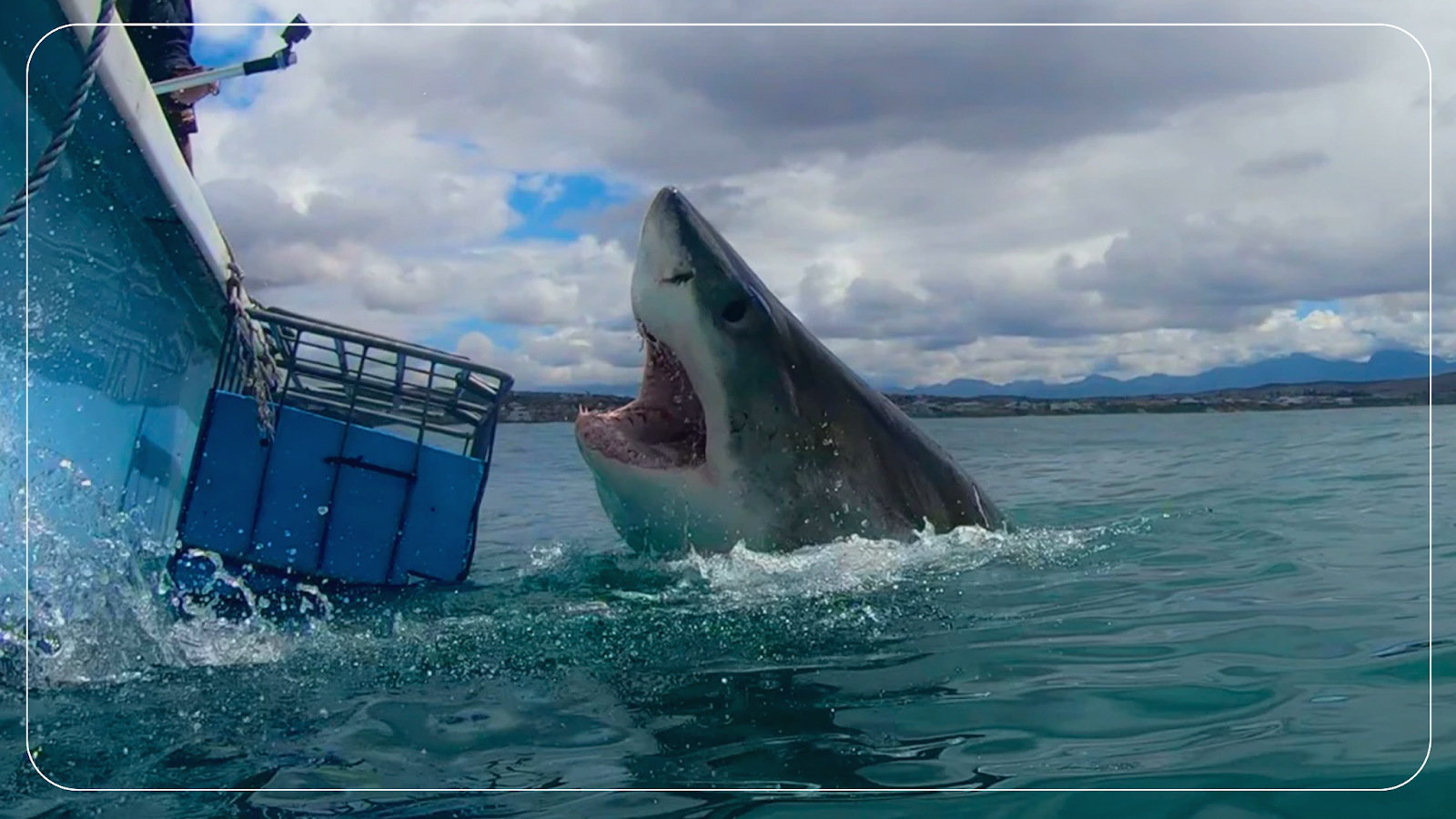 Are Shark Cages Safe? – sharksinfo.com