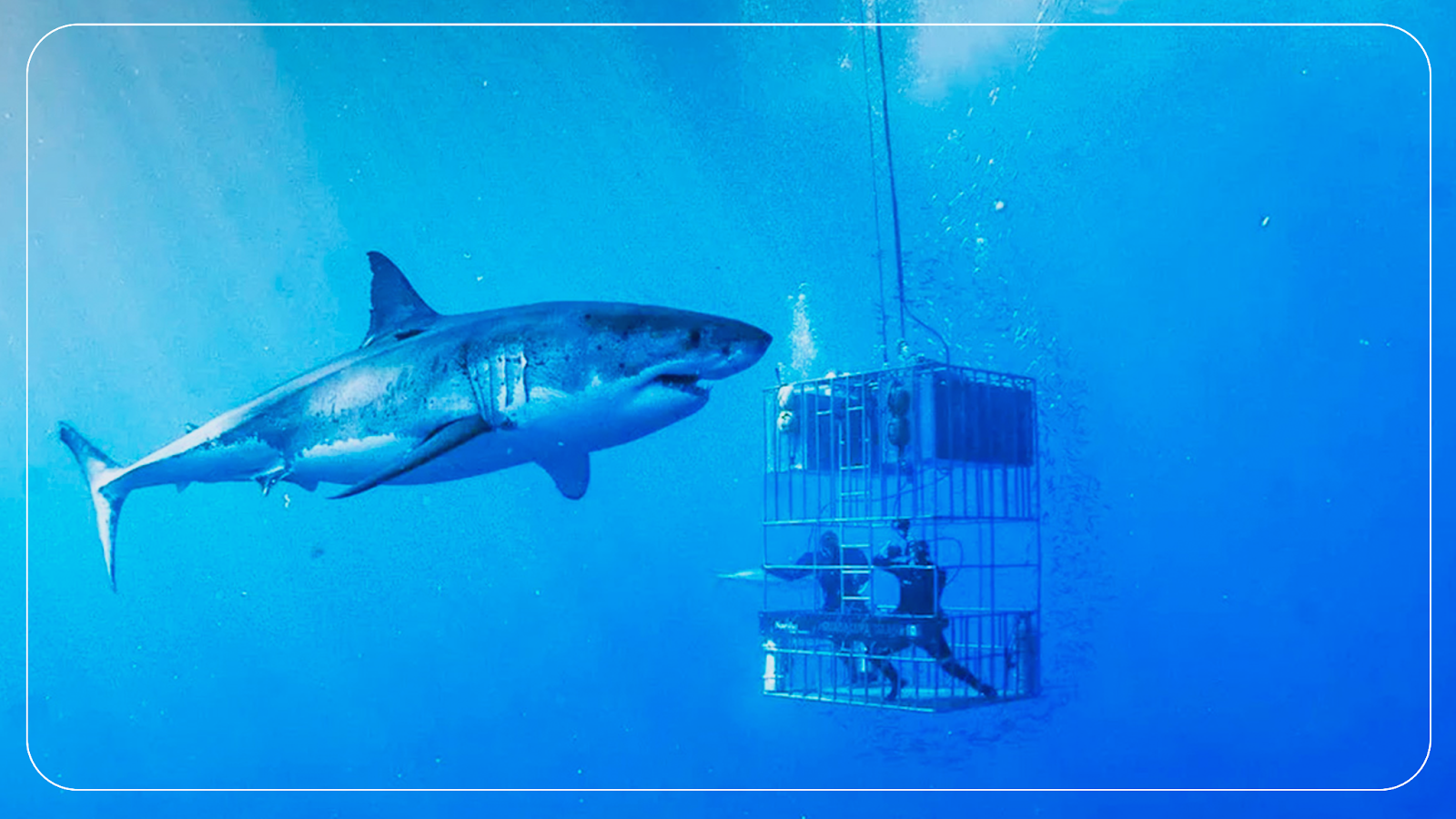 Are Shark Cages Safe? – sharksinfo.com
