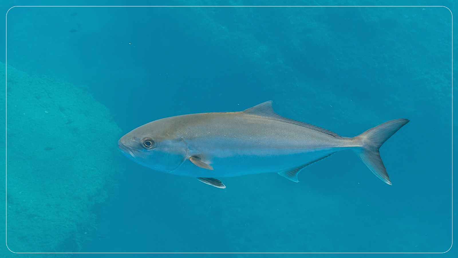 All of the Different Species of Jackfish That Anglers Can Catch ...