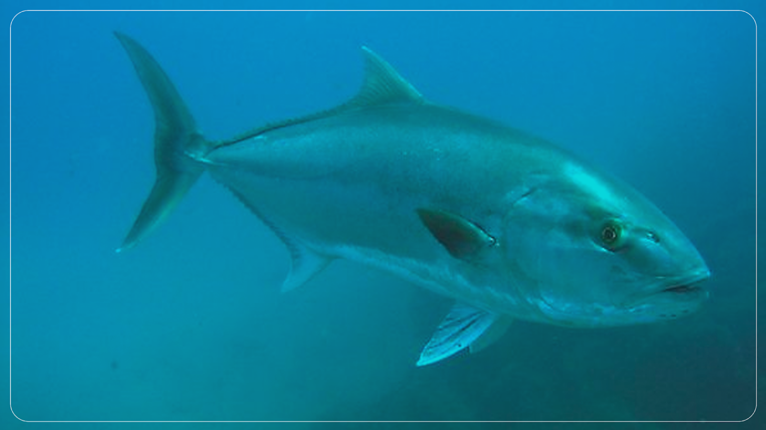 All of the Different Species of Jackfish That Anglers Can Catch ...