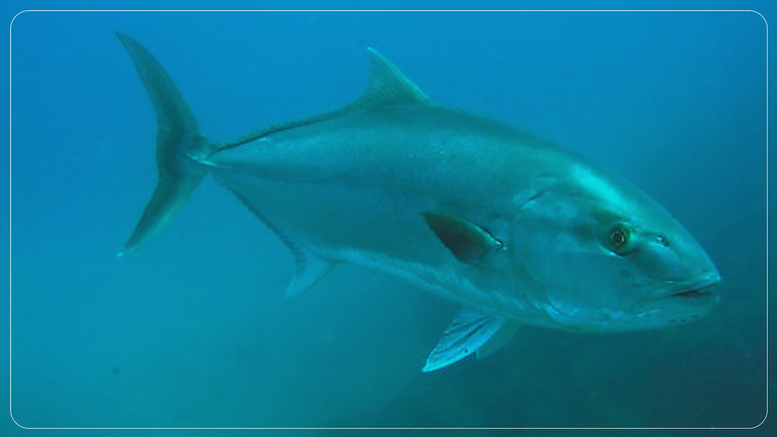 All of the Different Species of Jackfish That Anglers Can Catch ...
