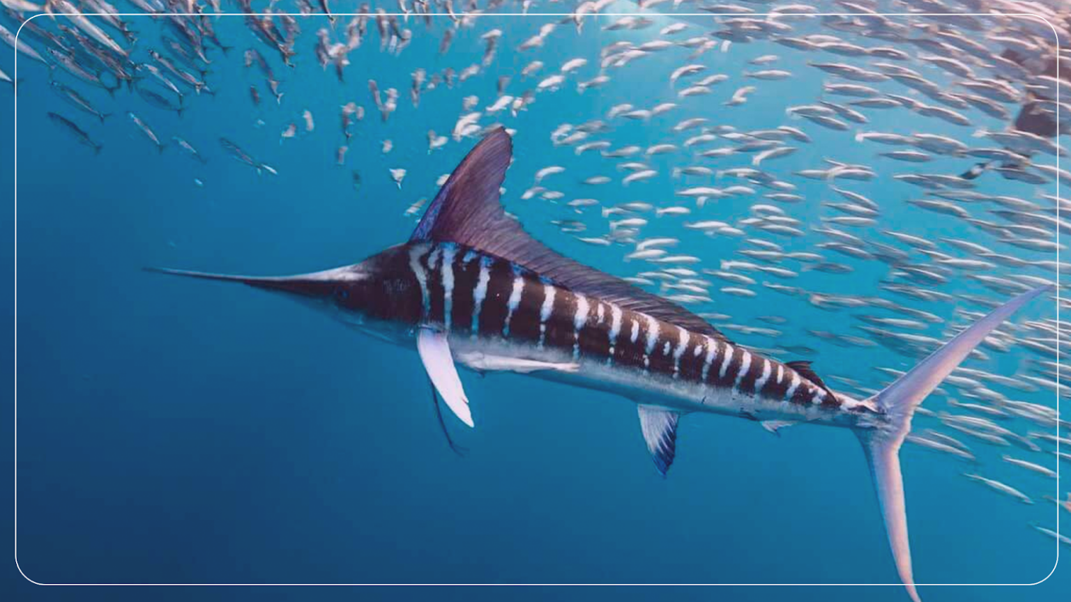 Can You Eat Marlin and How Does it Taste? – sharksinfo.com