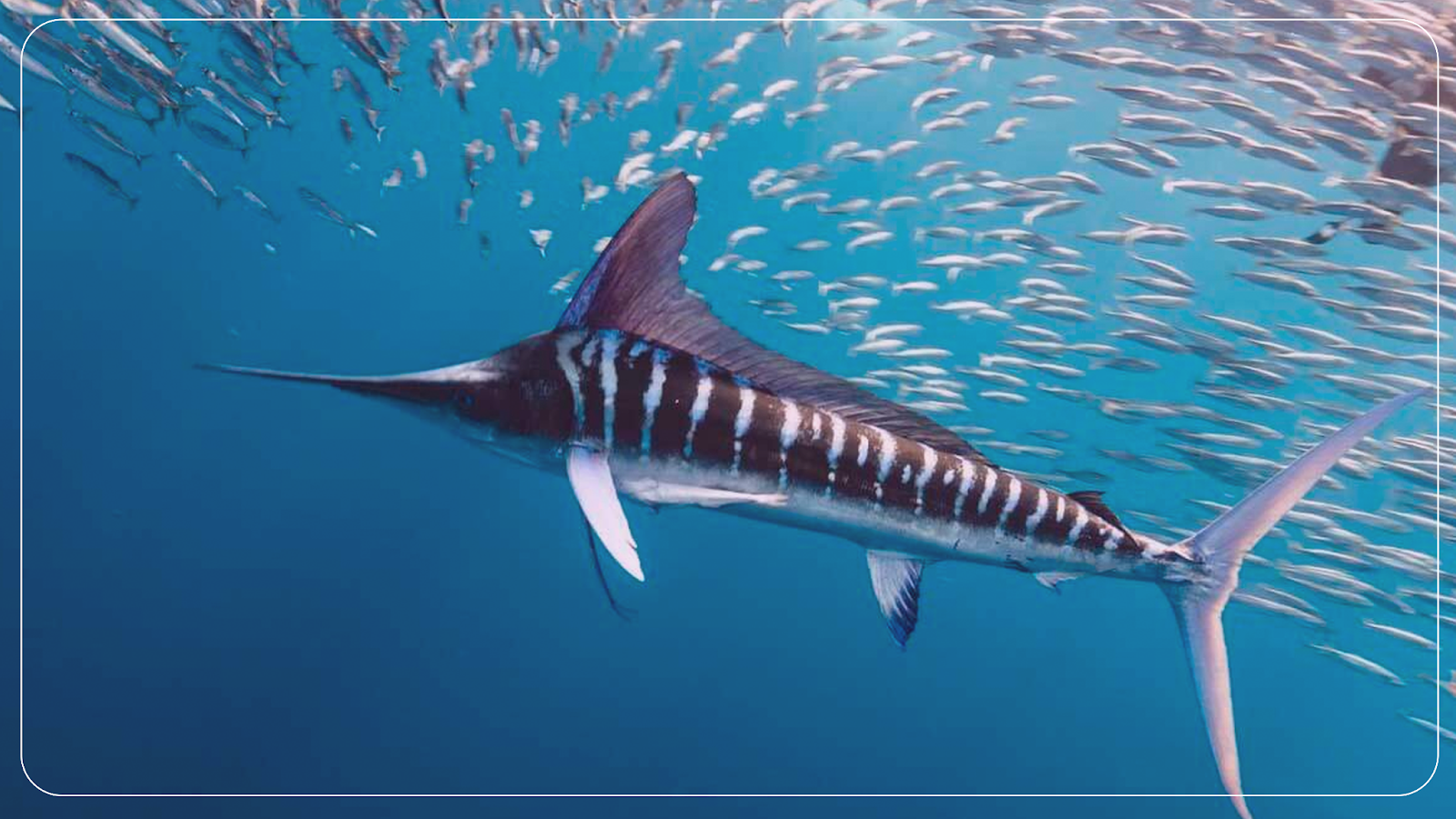 Can You Eat Marlin and How Does it Taste? – sharksinfo.com