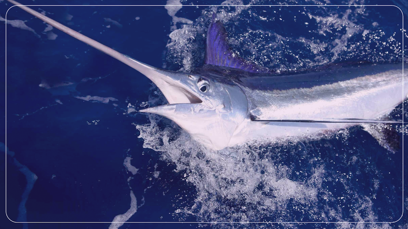 Can You Eat Marlin and How Does it Taste? – sharksinfo.com