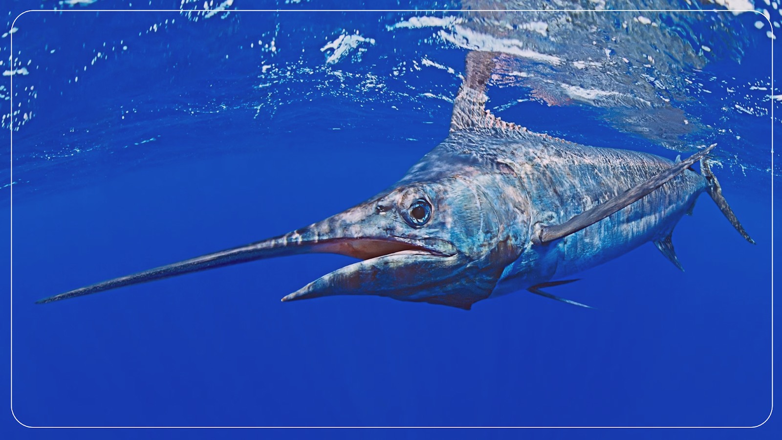 Can You Eat Marlin and How Does it Taste? – sharksinfo.com