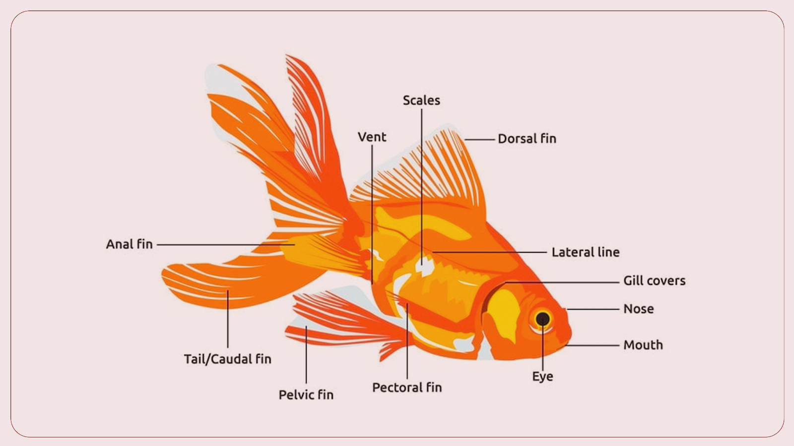 Discovering the World’s Largest Goldfish: World Record Goldfish ...