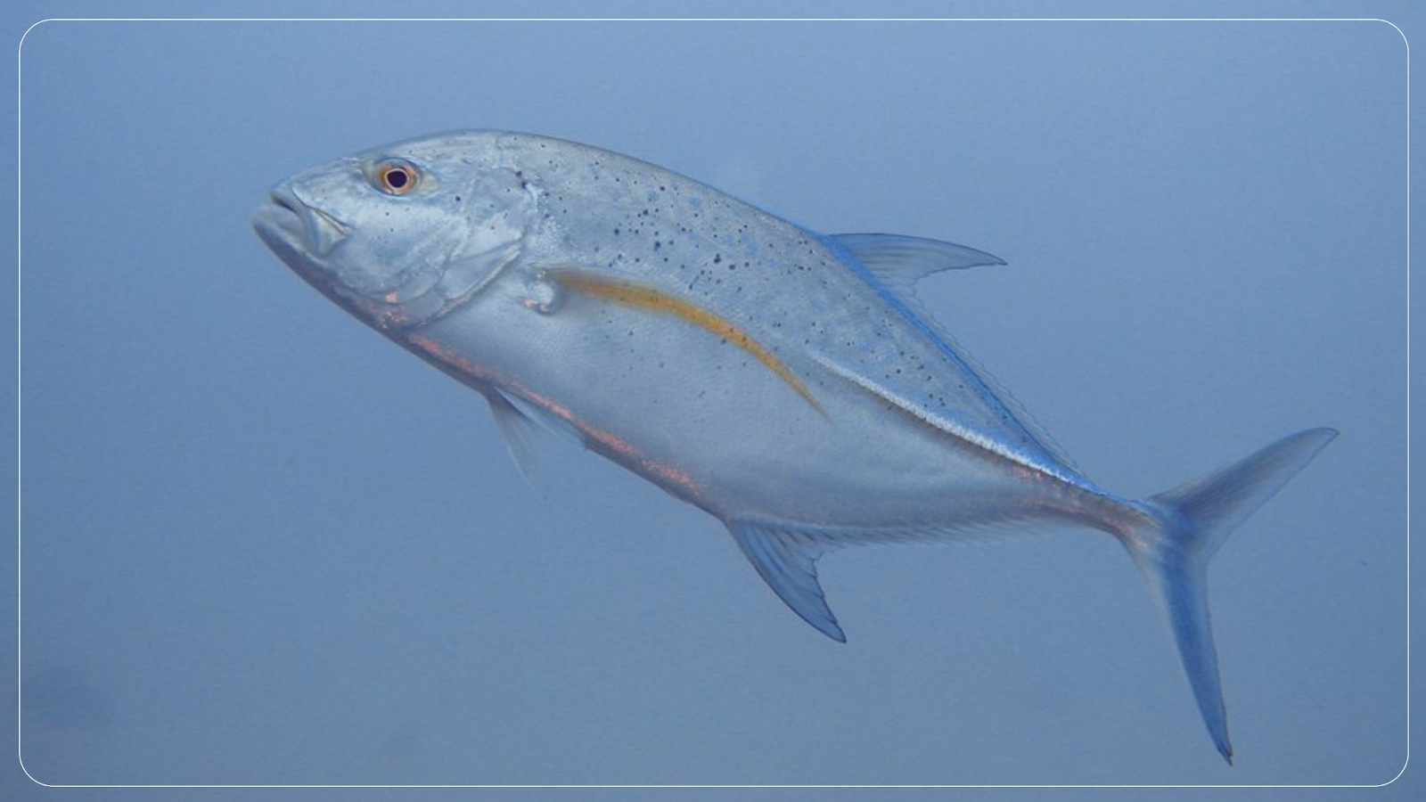 All of the Different Species of Jackfish That Anglers Can Catch ...
