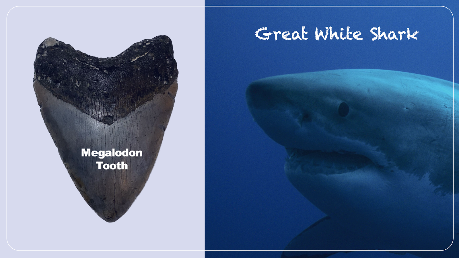 How Big is a Great White Shark Tooth – sharksinfo.com