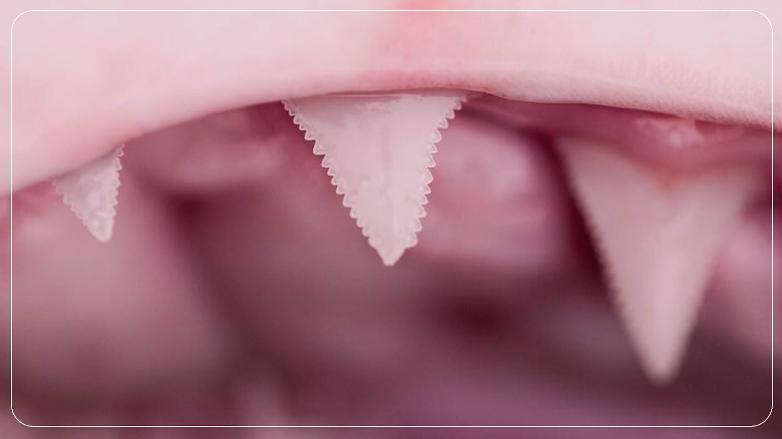 How Big is a Great White Shark Tooth – sharksinfo.com