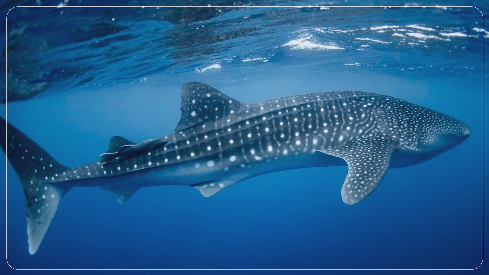 How Fast Can a Whale Shark Swim – sharksinfo.com