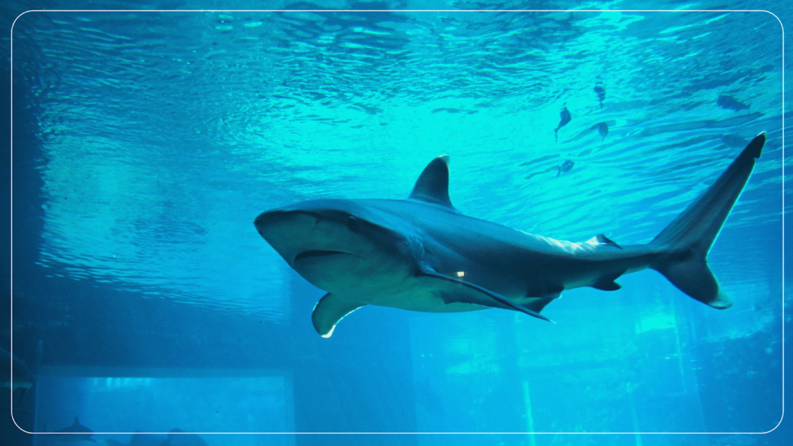 How Fast is a Tiger Shark? - sharksinfo.com