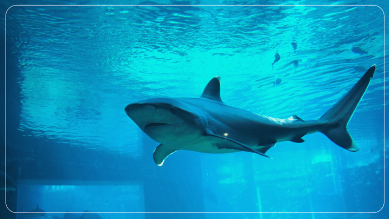 How Fast is a Tiger Shark? - sharksinfo.com