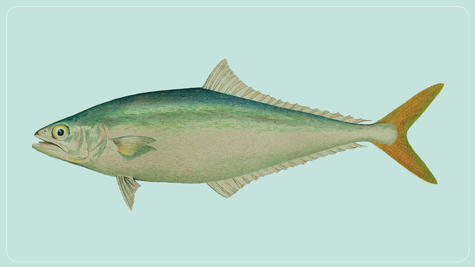 All of the Different Species of Jackfish That Anglers Can Catch ...