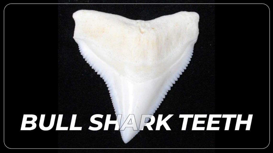 How Many Teeth Does a Bull Shark Have? - sharksinfo.com