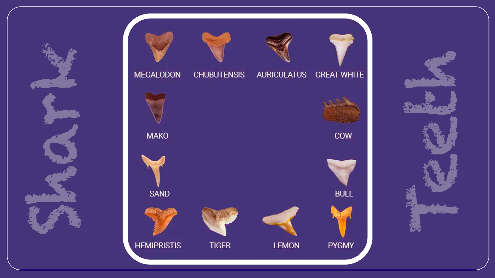 How Sharp Are Shark Teeth? – sharksinfo.com