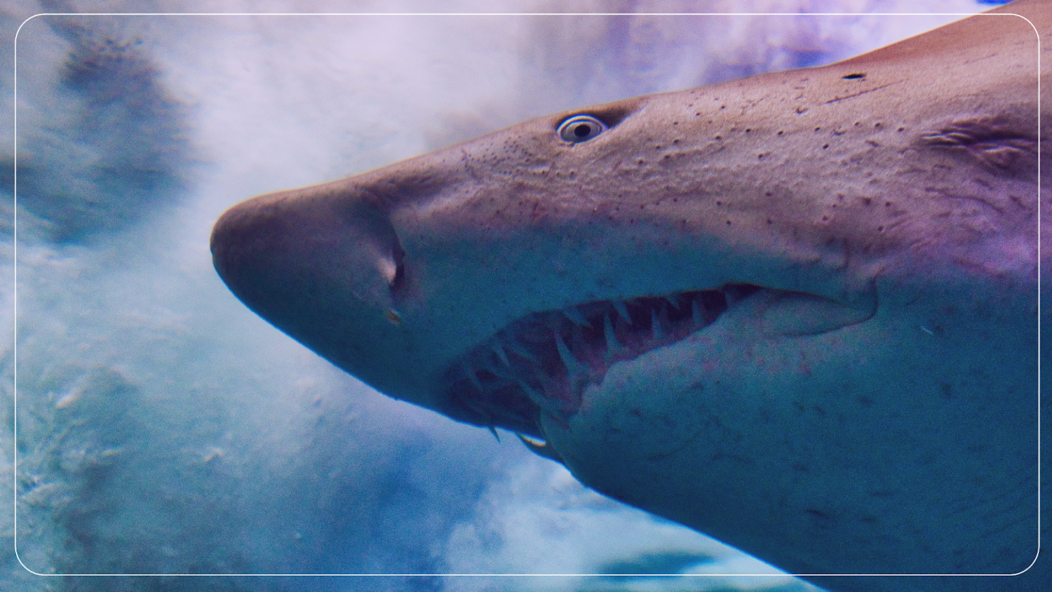 How Sharp Are Shark Teeth? – sharksinfo.com