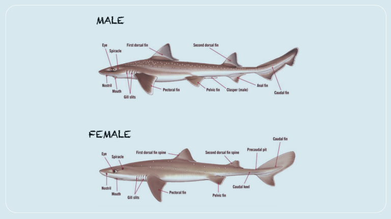 How to Tell If a Shark is Male or Female? – sharksinfo.com