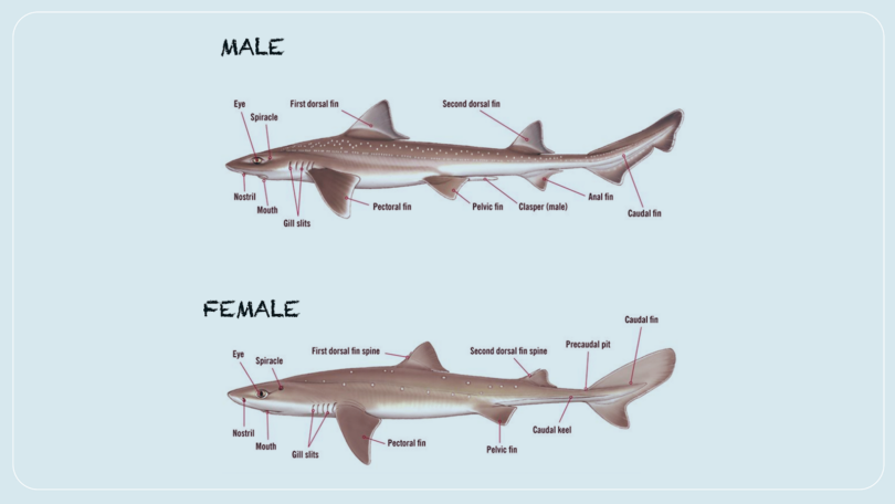 How to Tell If a Shark is Male or Female? – sharksinfo.com