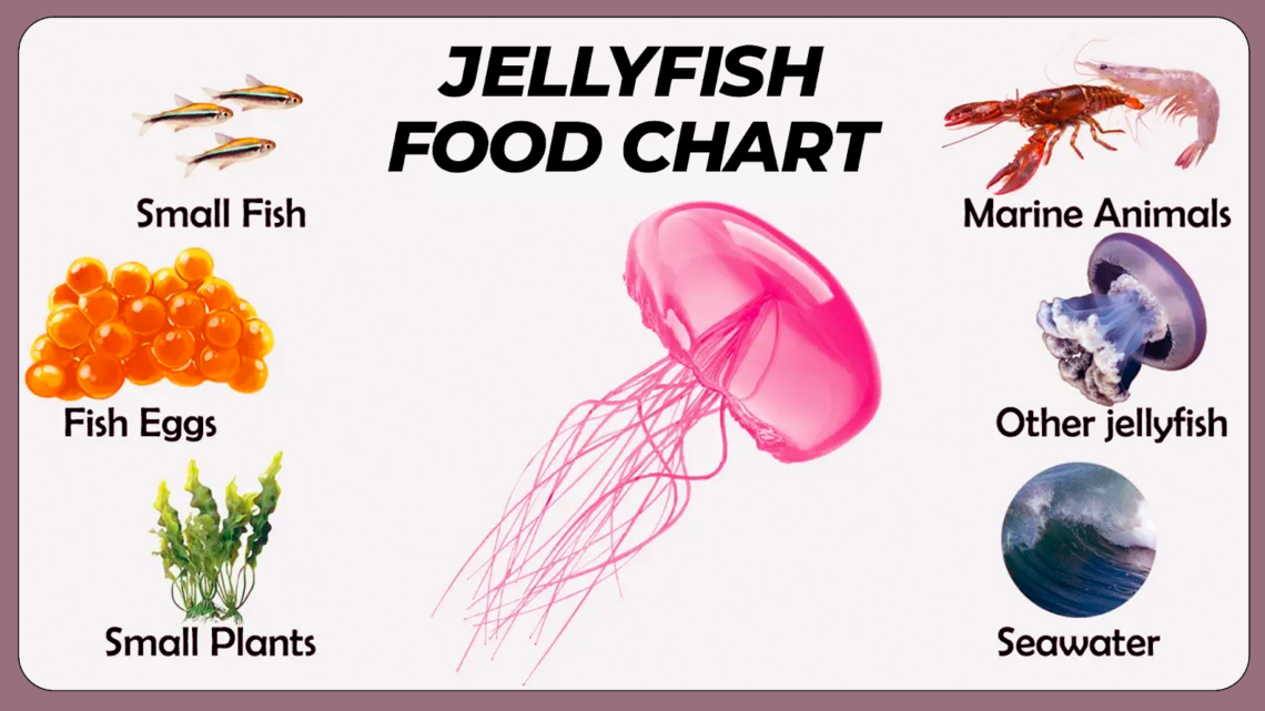 Jellyfish: The Animal Facts – sharksinfo.com