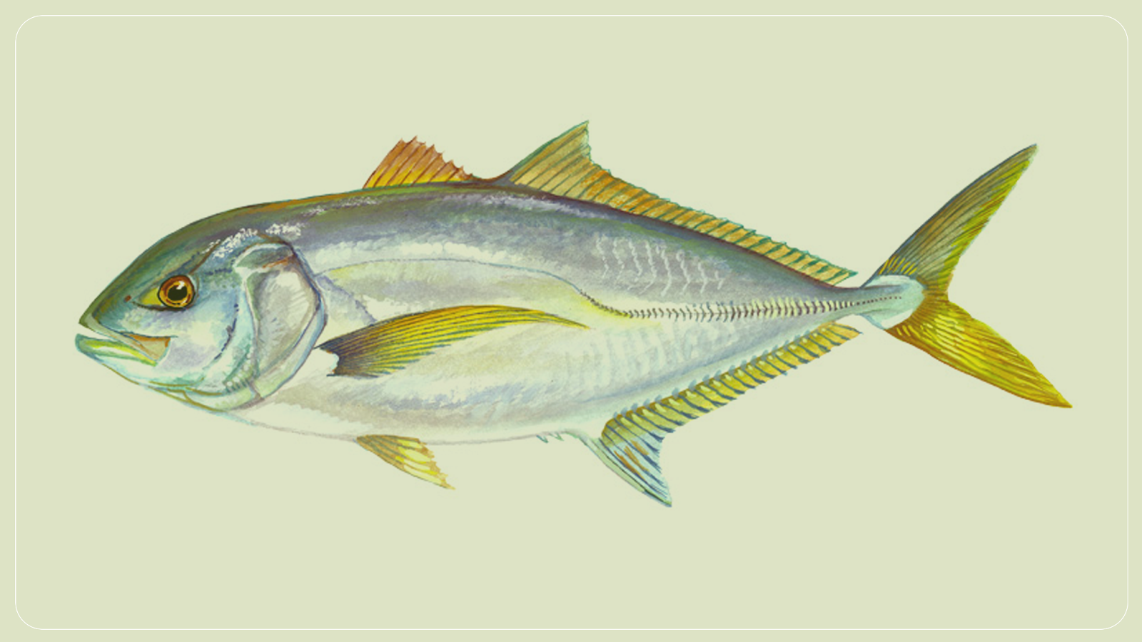 All of the Different Species of Jackfish That Anglers Can Catch ...