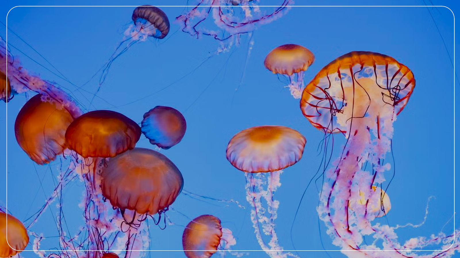 Jellyfish: The Animal Facts - sharksinfo.com