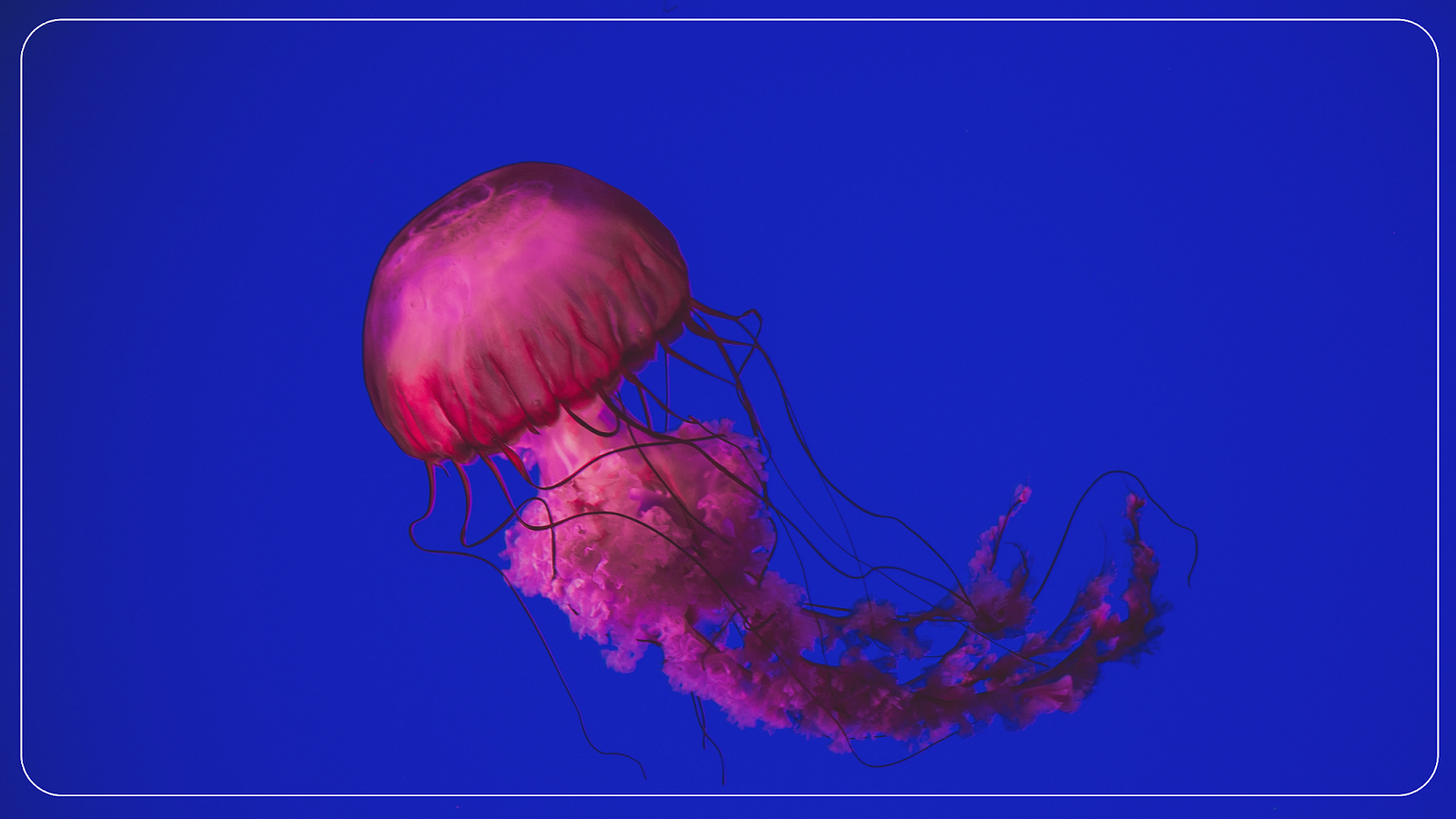 Jellyfish: The Animal Facts – sharksinfo.com