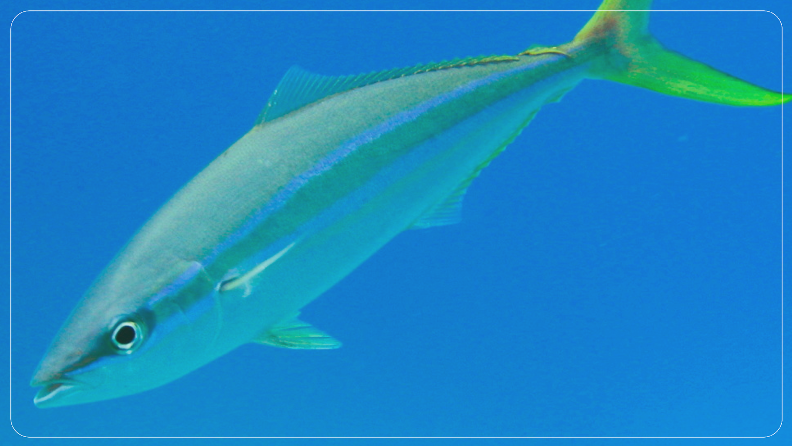 All of the Different Species of Jackfish That Anglers Can Catch ...