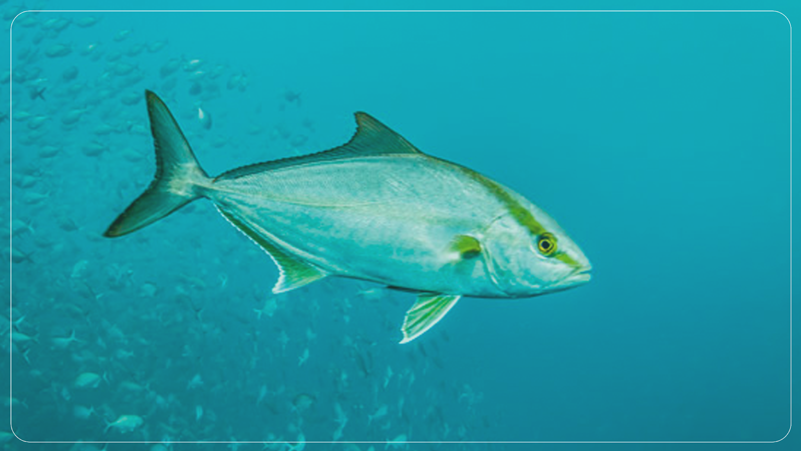 All of the Different Species of Jackfish That Anglers Can Catch ...