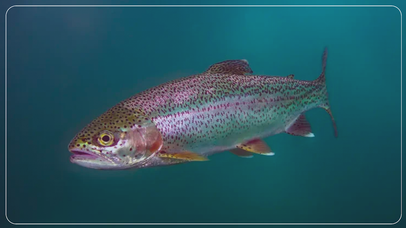 Types of Trout | Explained – sharksinfo.com