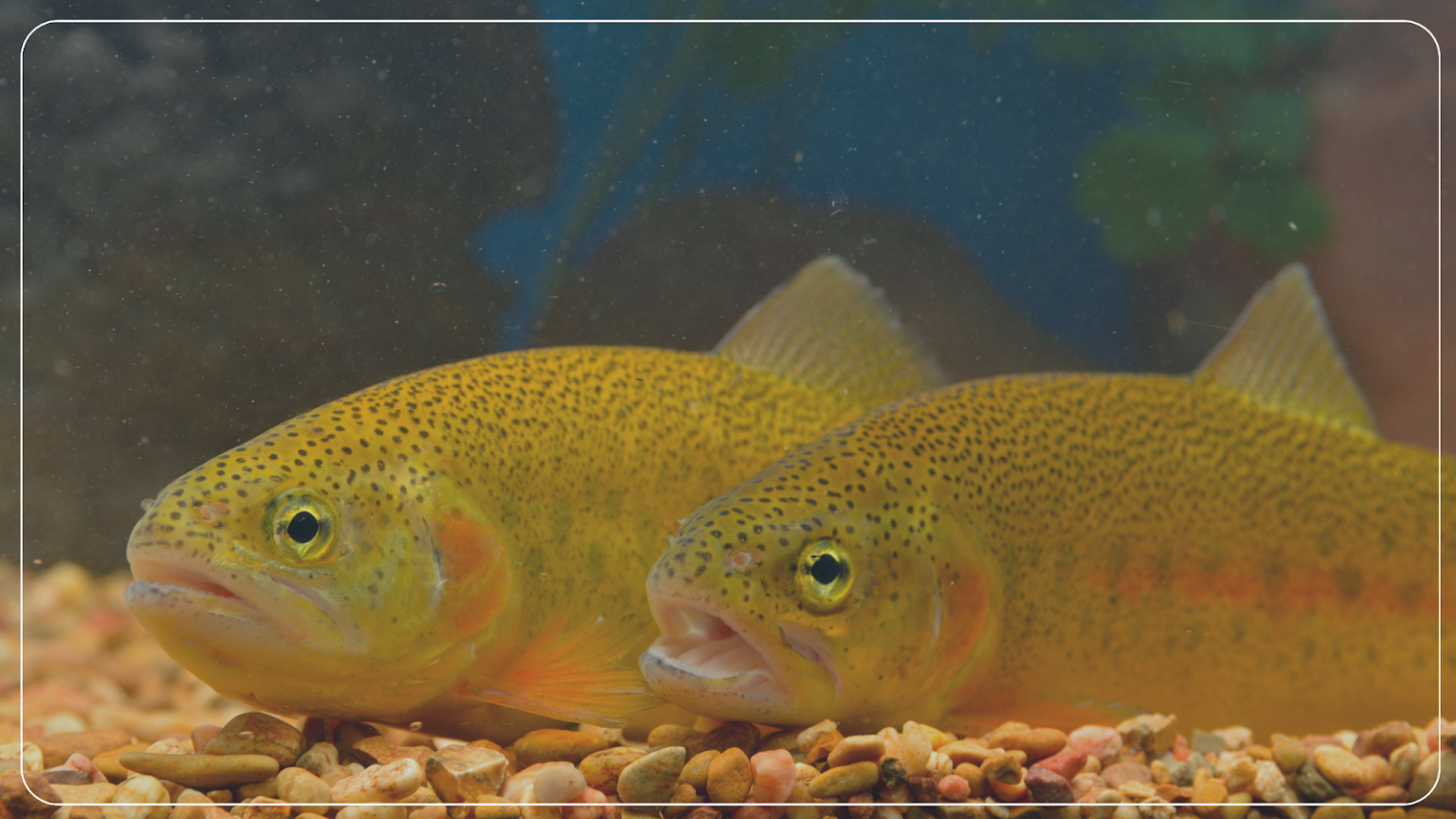 Types of Trout | Explained – sharksinfo.com