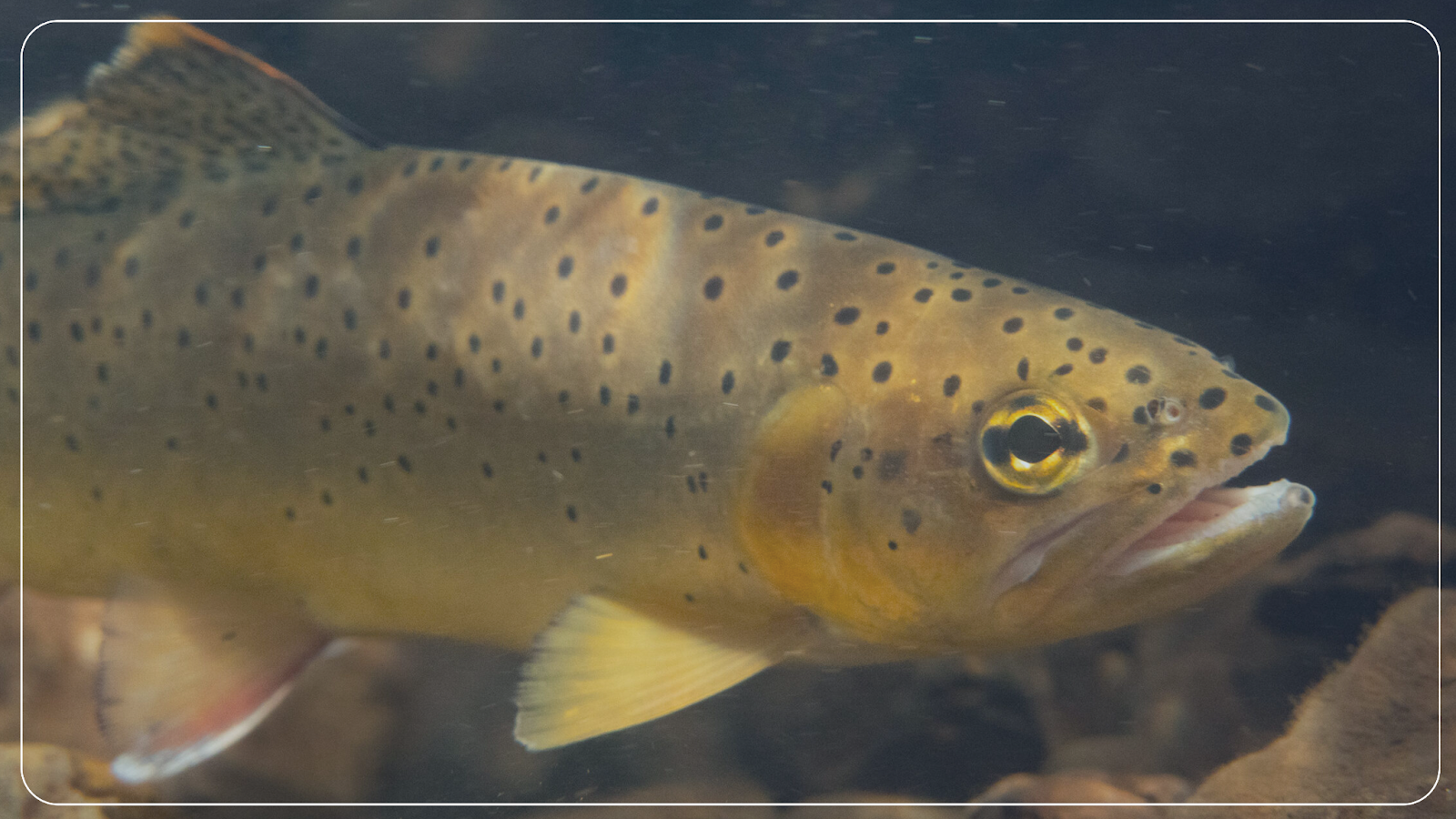 Types of Trout | Explained – sharksinfo.com