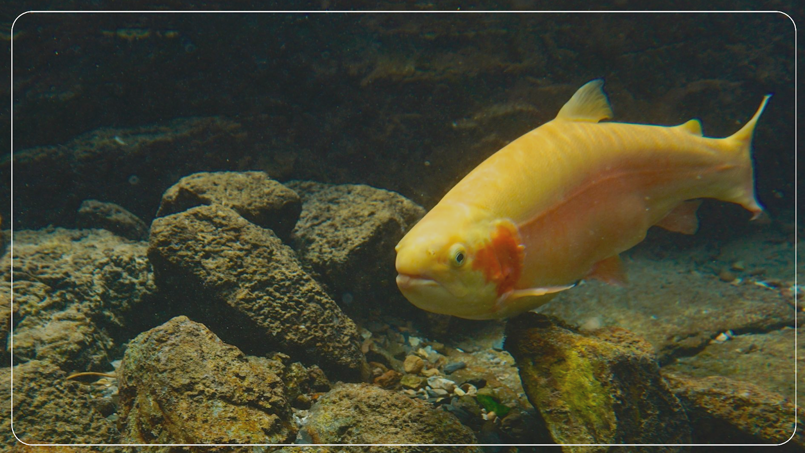Types of Trout | Explained – sharksinfo.com